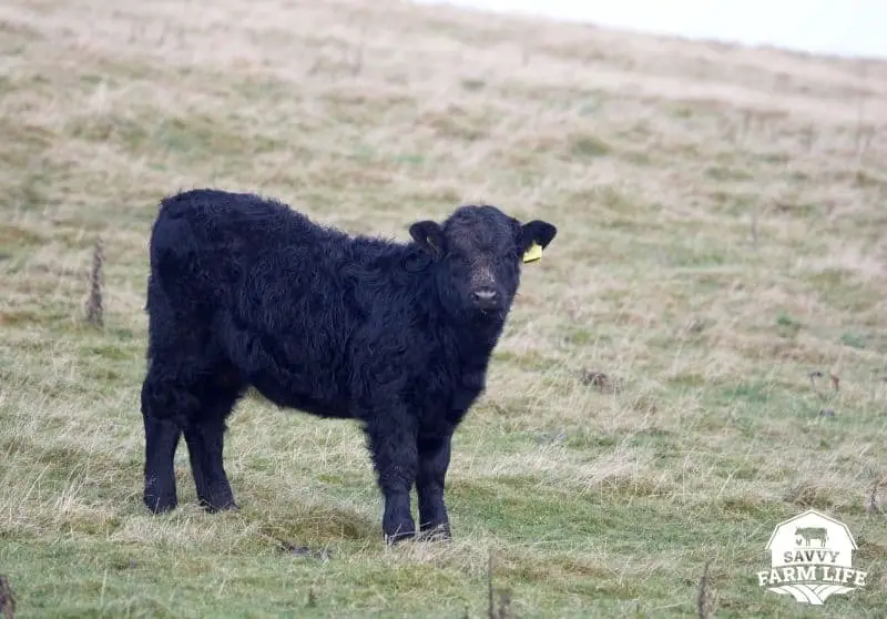 Top 10 Fluffy Cow Breeds (With Pictures) – Savvy Farm Life