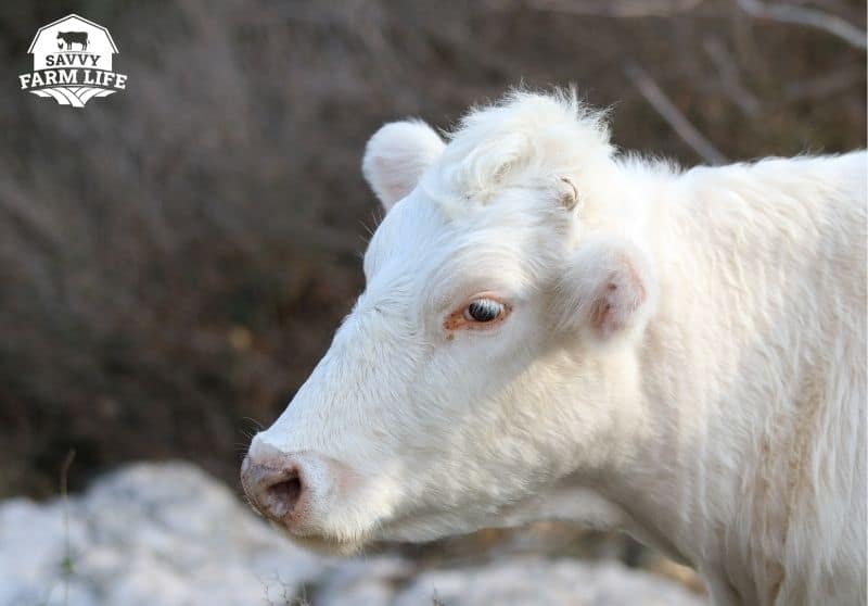 Top 10 Fluffy Cow Breeds (With Pictures) – Savvy Farm Life