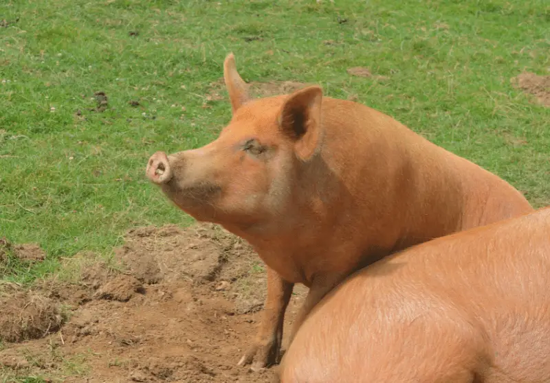 Can Pigs Look Up? (Why Pigs Can’t Look Up To The Sky) – Savvy Farm Life