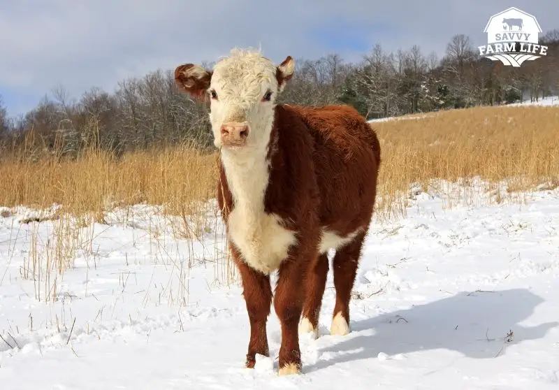 Top 10 Fluffy Cow Breeds (With Pictures) – Savvy Farm Life