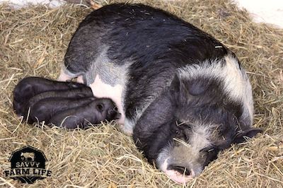 What A Female Pig Is Called & Other Female Pig Facts – Savvy Farm Life