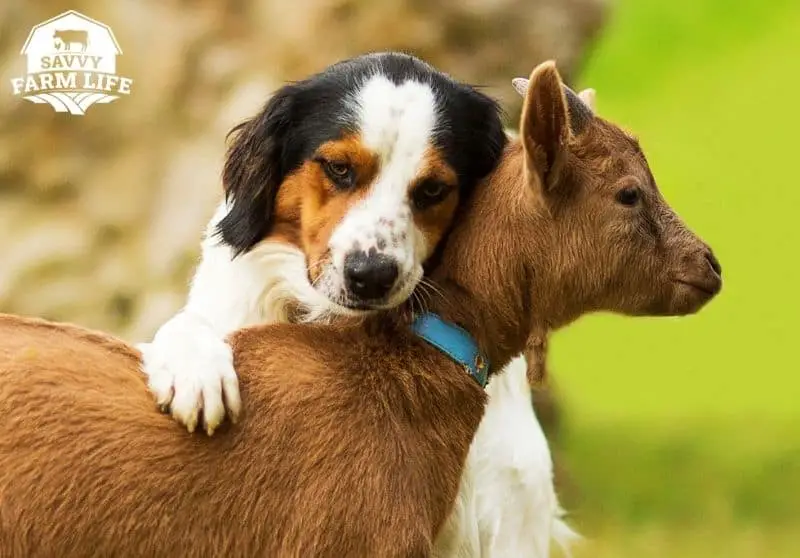 Are Goats Smarter Than Dogs? (The Answer Will Surprise You) – Savvy ...