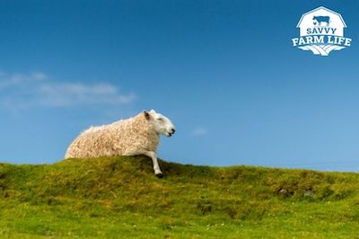 How To Fix A Sheep’s Leg: Sheep Leg Injury Care Tips – Savvy Farm Life