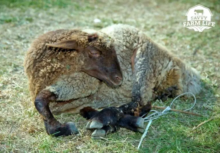 How To Fix A Sheep’s Leg: Sheep Leg Injury Care Tips – Savvy Farm Life