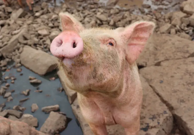 Can Pigs Look Up? (Why Pigs Can’t Look Up To The Sky) – Savvy Farm Life