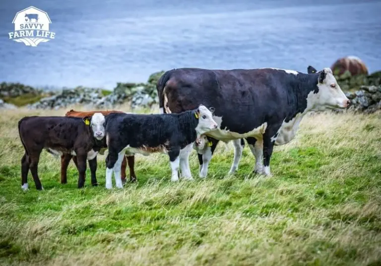 Top 10 Fluffy Cow Breeds (With Pictures) – Savvy Farm Life