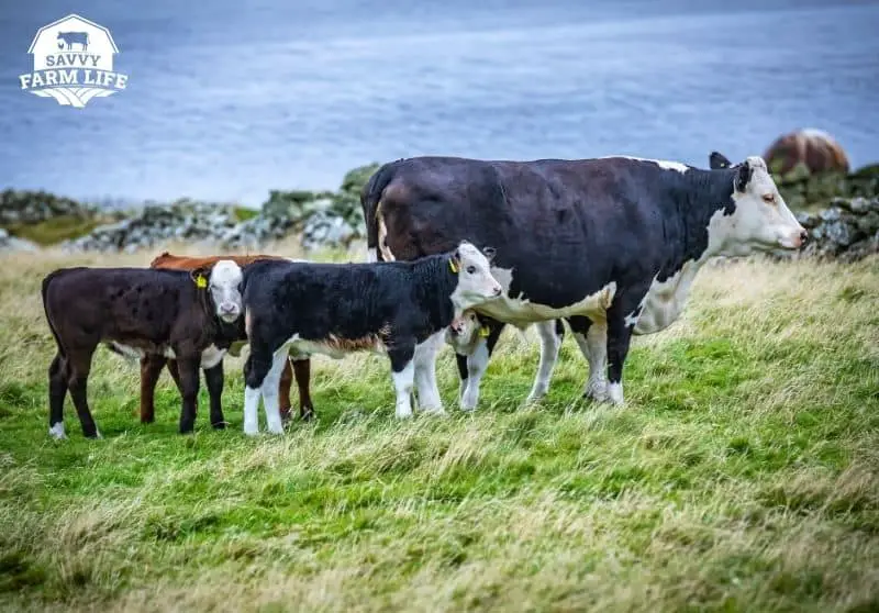 Top 10 Fluffy Cow Breeds (With Pictures) – Savvy Farm Life