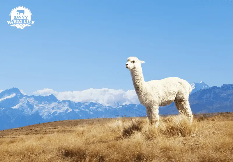 How Long Do Alpacas Live? – Savvy Farm Life