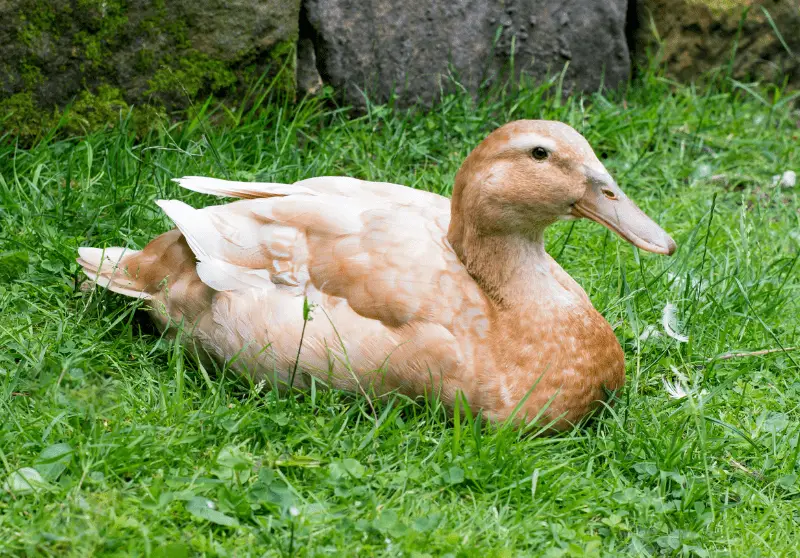 15 Different Types Of Ducks (With Pictures) – Savvy Farm Life