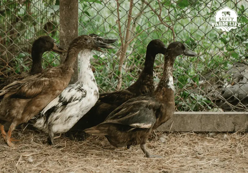 Best Types of Fencing For Your Duck Enclosure – Savvy Farm Life