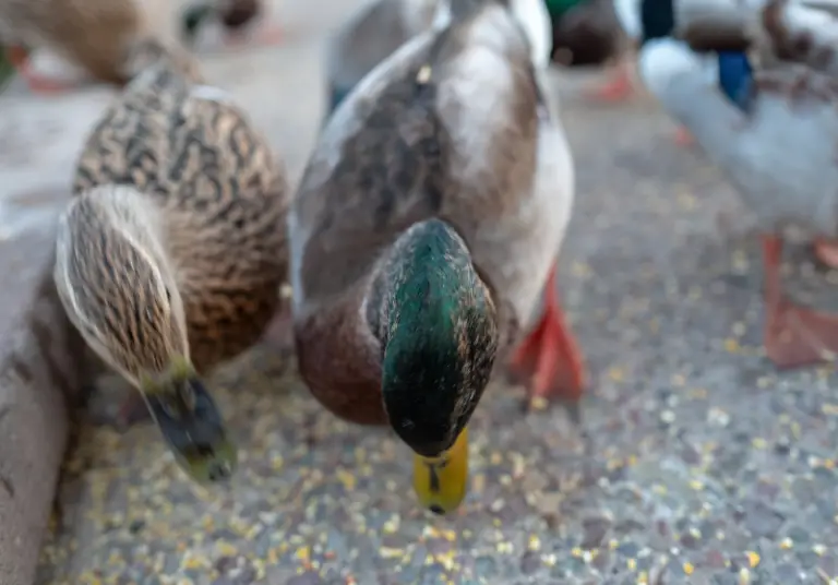 Can Ducks Eat Rice? (Read Before Trying!) – Savvy Farm Life