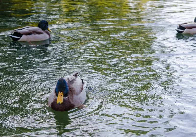 Do Ducks Float? How And Why Ducks Float – Savvy Farm Life