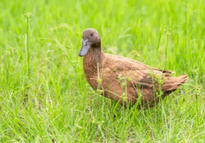 15 Different Types Of Ducks (With Pictures) – Savvy Farm Life