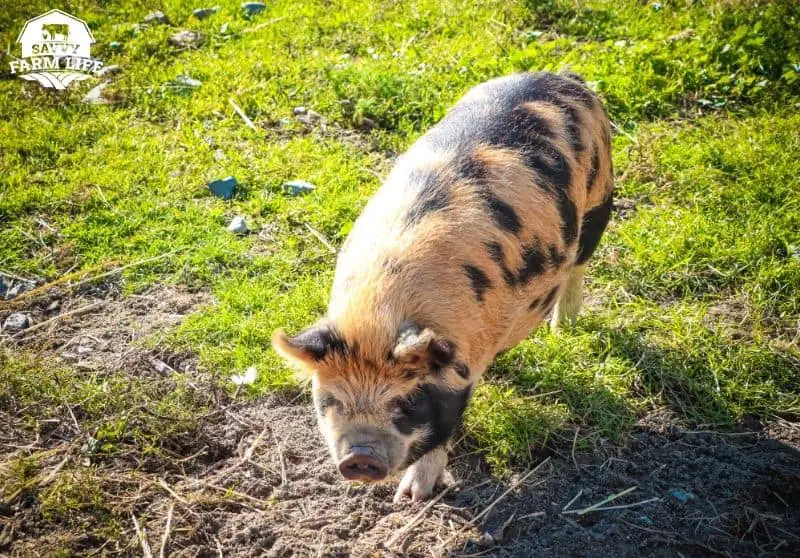 10 Best Pasture Pigs To Raise – Savvy Farm Life