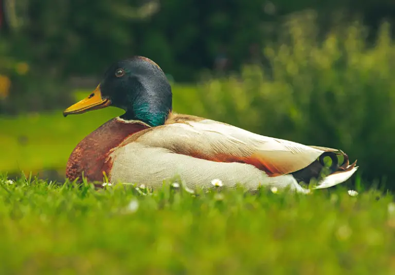 15 Different Types Of Ducks (With Pictures) – Savvy Farm Life