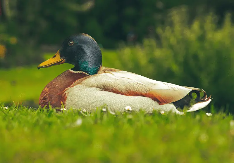 15 Different Types Of Ducks (With Pictures) – Savvy Farm Life