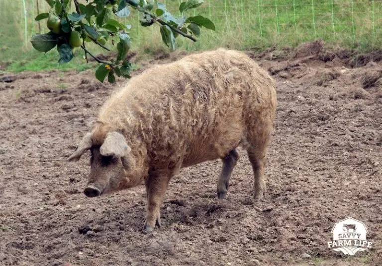 Why Don’t Pigs Have Hair? (And More Fun Pig Facts) – Savvy Farm Life