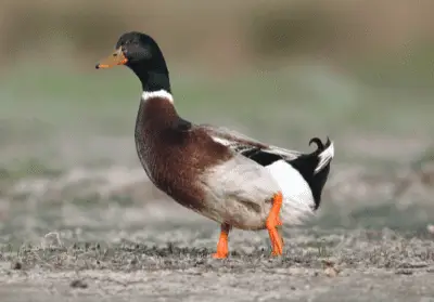 15 Different Types Of Ducks (With Pictures) – Savvy Farm Life