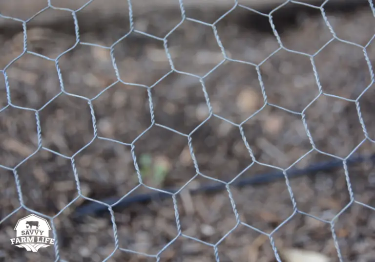 Best Types of Fencing For Your Duck Enclosure – Savvy Farm Life