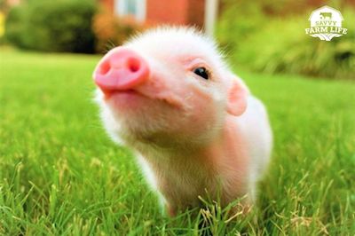 How Long Do Pigs Live? Quick Pig Lifespan Guide – Savvy Farm Life