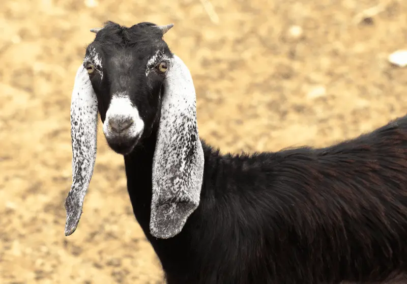 10 Most Profitable Goat Breeds And How To Maximize Profit – Savvy Farm Life