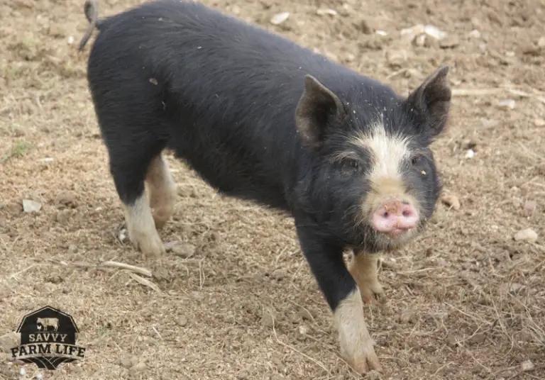 10 Most Profitable Pig Breeds For Pig Farming – Savvy Farm Life