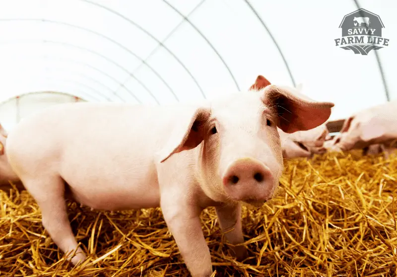 10 Most Profitable Pig Breeds For Pig Farming – Savvy Farm Life