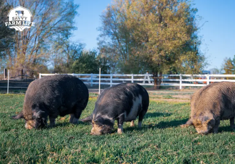 10 Most Profitable Pig Breeds For Pig Farming – Savvy Farm Life