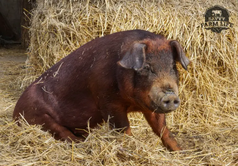 15 Best Pig Breeds For Homesteads – Savvy Farm Life