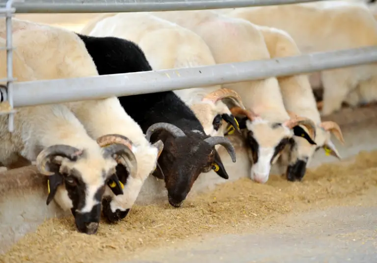 How Much Does A Ram Cost? Ram Animal Cost Guide – Savvy Farm Life