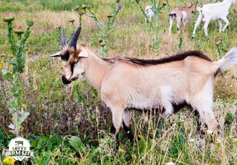 8 Adorable Small Goat Breeds (With Pictures) – Savvy Farm Life
