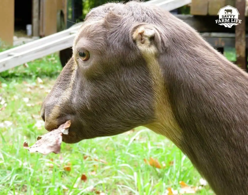 Milk Goat Breeds: 7 Best Goat Breeds For Milk Production – Savvy Farm Life