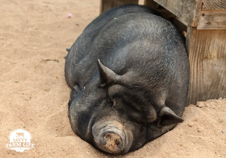 15 Best Pig Breeds For Homesteads – Savvy Farm Life