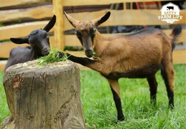 8 Adorable Small Goat Breeds (With Pictures) – Savvy Farm Life