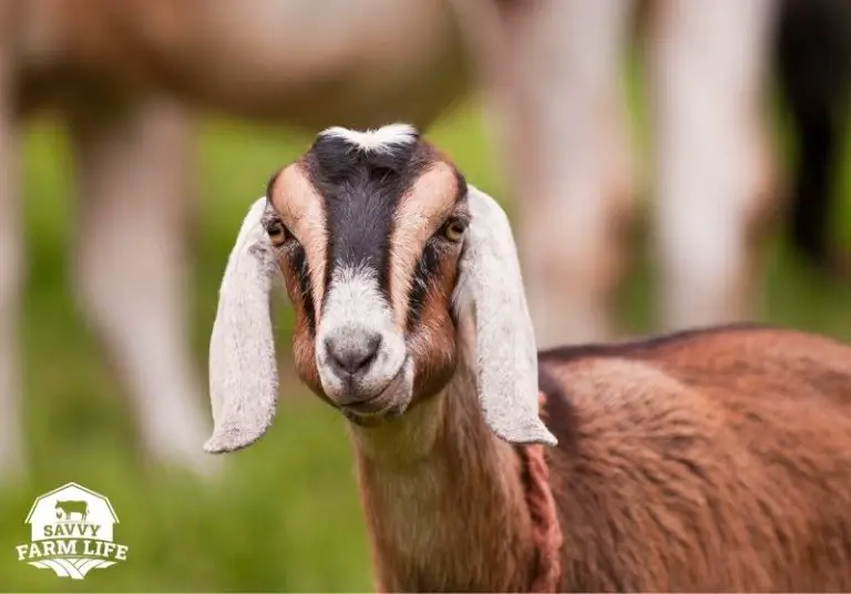 8 Adorable Small Goat Breeds (With Pictures) – Savvy Farm Life