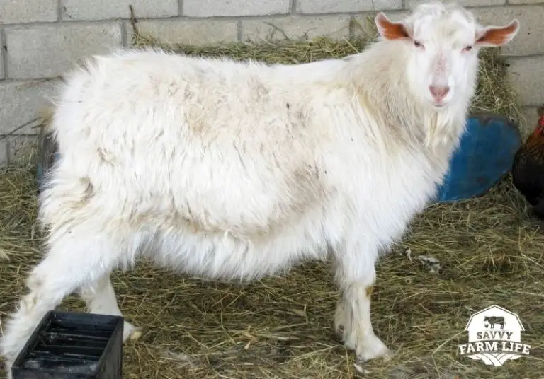 8 Adorable Small Goat Breeds (With Pictures) – Savvy Farm Life