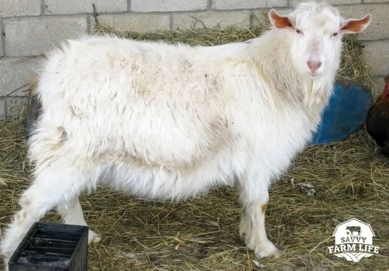 8 Adorable Small Goat Breeds (With Pictures) – Savvy Farm Life