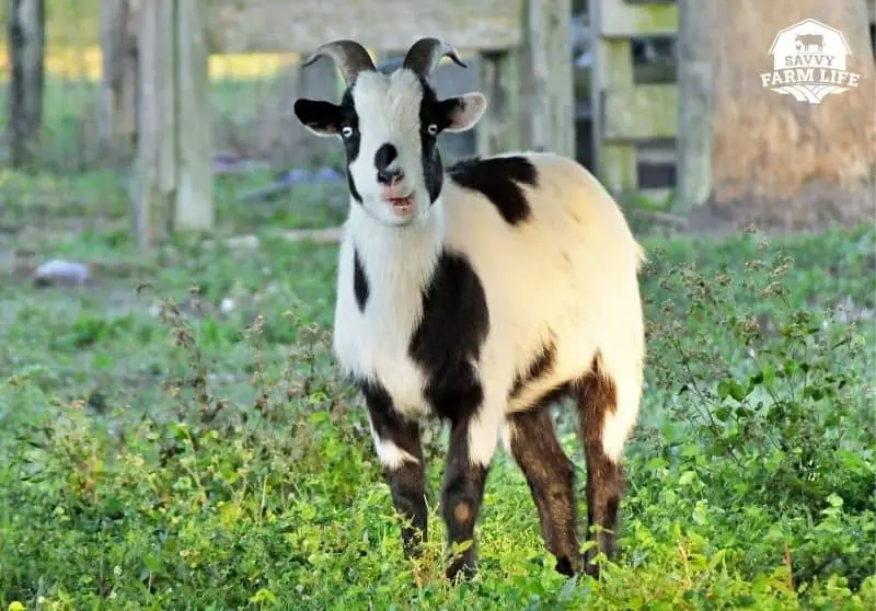 Meat Goat Breeds: 8 Best Goat Breeds For Tasty Meat – Savvy Farm Life