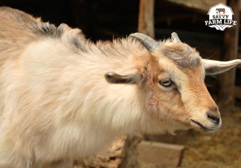 8 Adorable Small Goat Breeds (With Pictures) – Savvy Farm Life