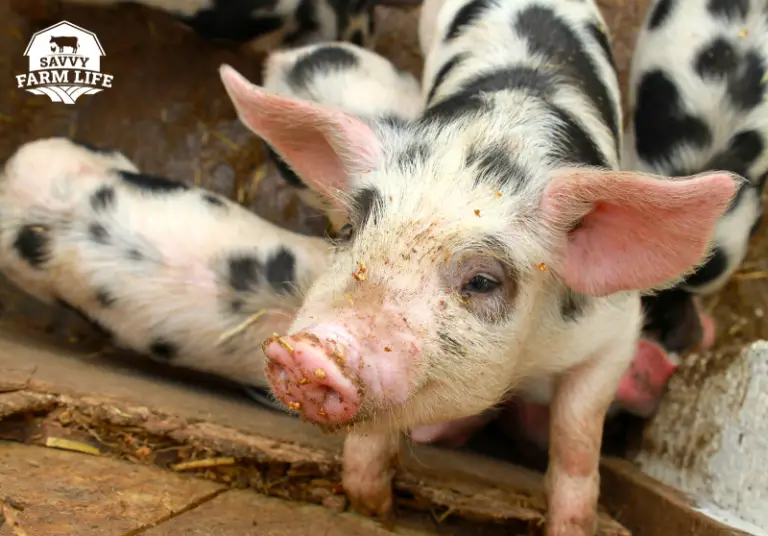 Bacon Pig Breeds: 10 Best Pig Breeds For Bacon – Savvy Farm Life
