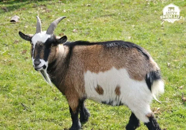 8 Adorable Small Goat Breeds (With Pictures) – Savvy Farm Life