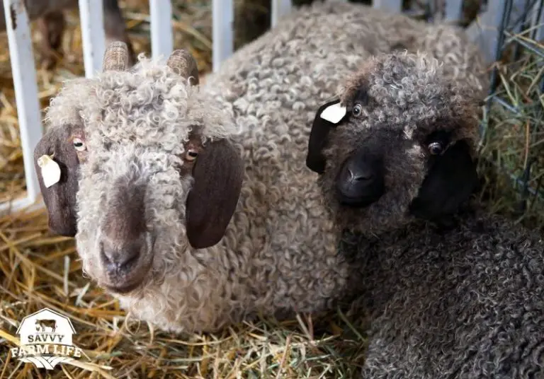 8 Adorable Small Goat Breeds (With Pictures) – Savvy Farm Life