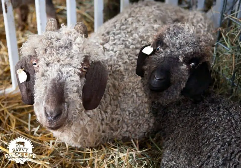 8 Adorable Small Goat Breeds (With Pictures) – Savvy Farm Life