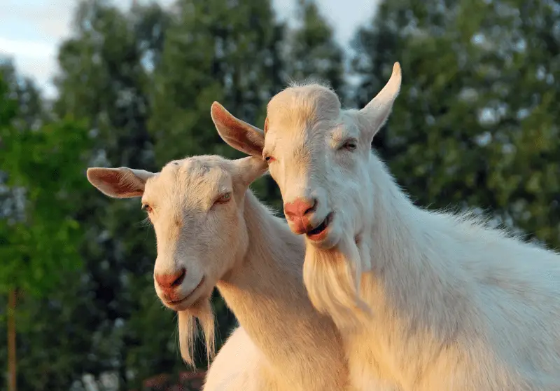 The 6 Best Goat Breeds For Cold Weather – Savvy Farm Life
