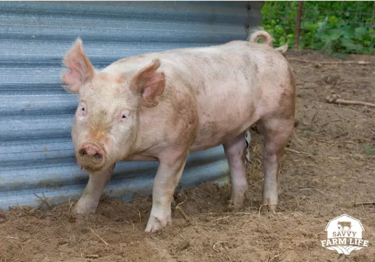 15 Best Pig Breeds For Homesteads – Savvy Farm Life