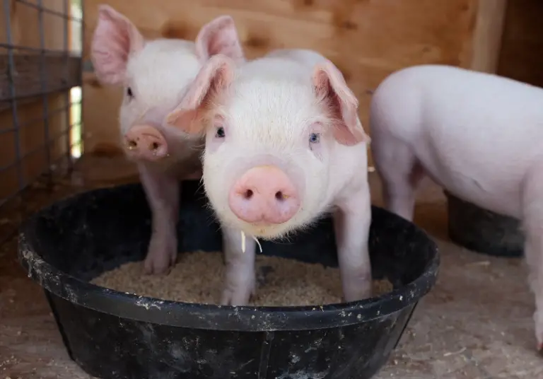 Best Feed For Pigs: Ultimate Pig Feed Guide – Savvy Farm Life