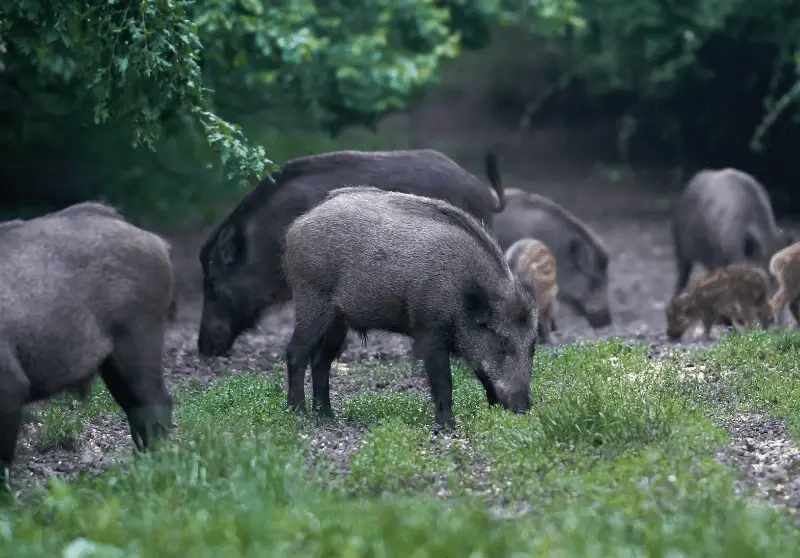 What Is Farrowing In Pigs? Definition & More – Savvy Farm Life