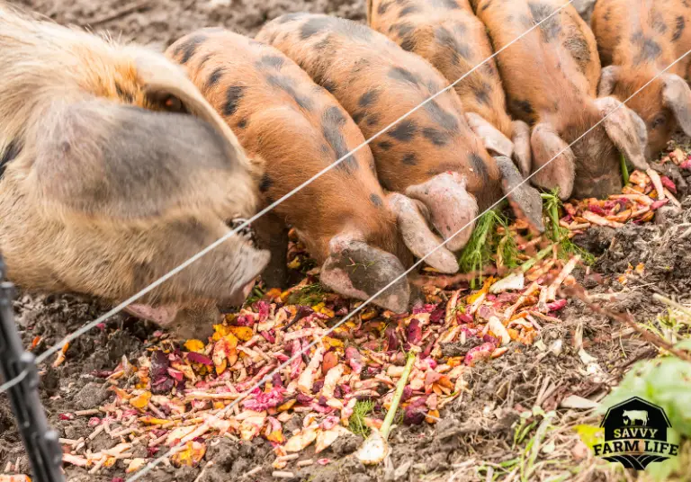 What Pigs Can (And Can’t) Eat: Ultimate Guide – Savvy Farm Life