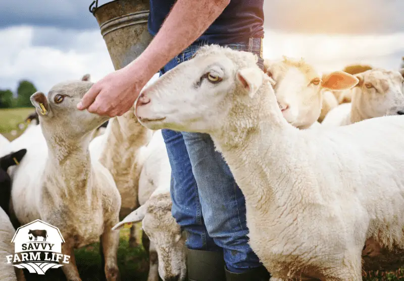 Ultimate List of What Sheep Can (And Can’t) Eat – Savvy Farm Life