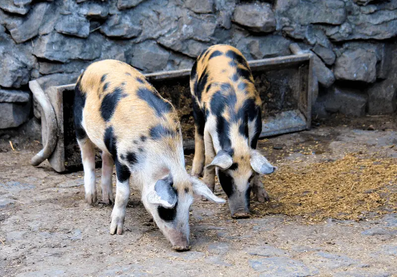 Bacon Pig Breeds: 10 Best Pig Breeds For Bacon – Savvy Farm Life